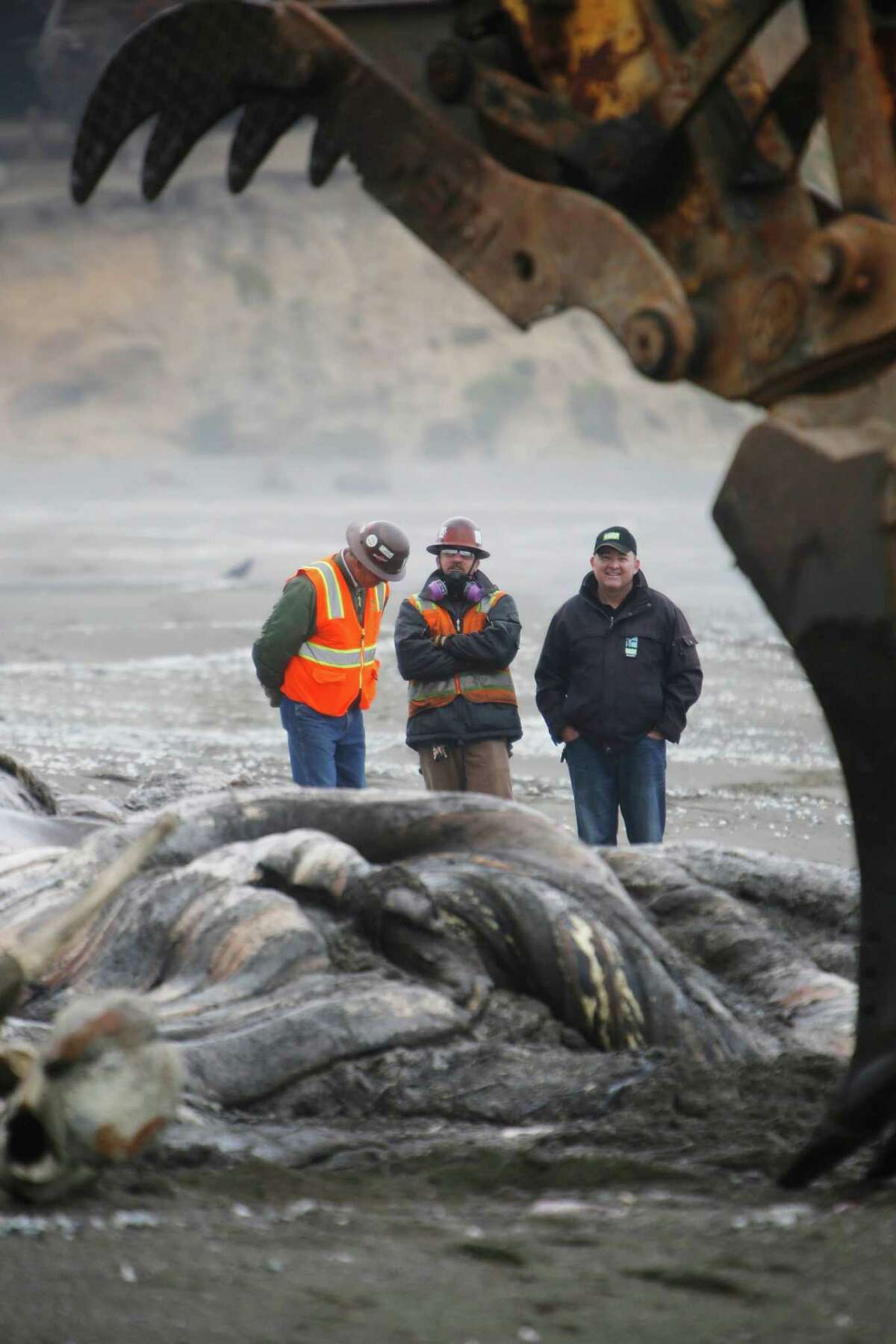 Beach burial of rotting whales a major undertaking