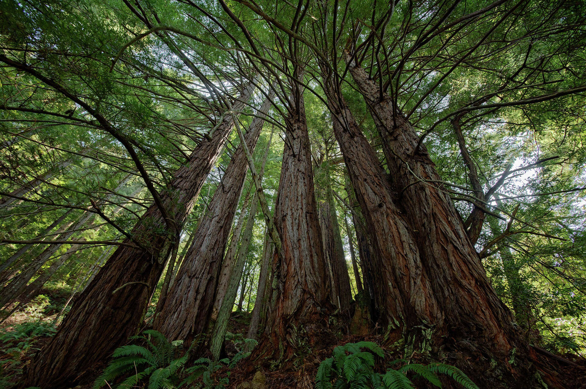 8 places to see redwoods near San Francisco that aren't Muir Woods
