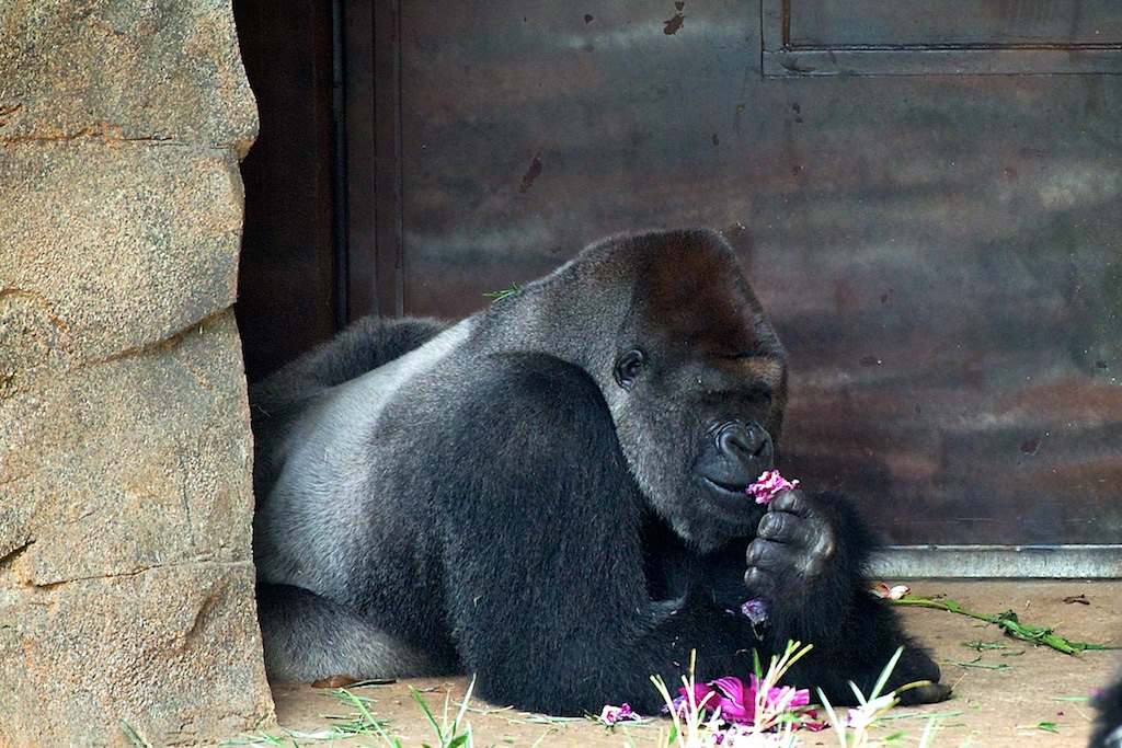 A who's who of zoo's new gorillas