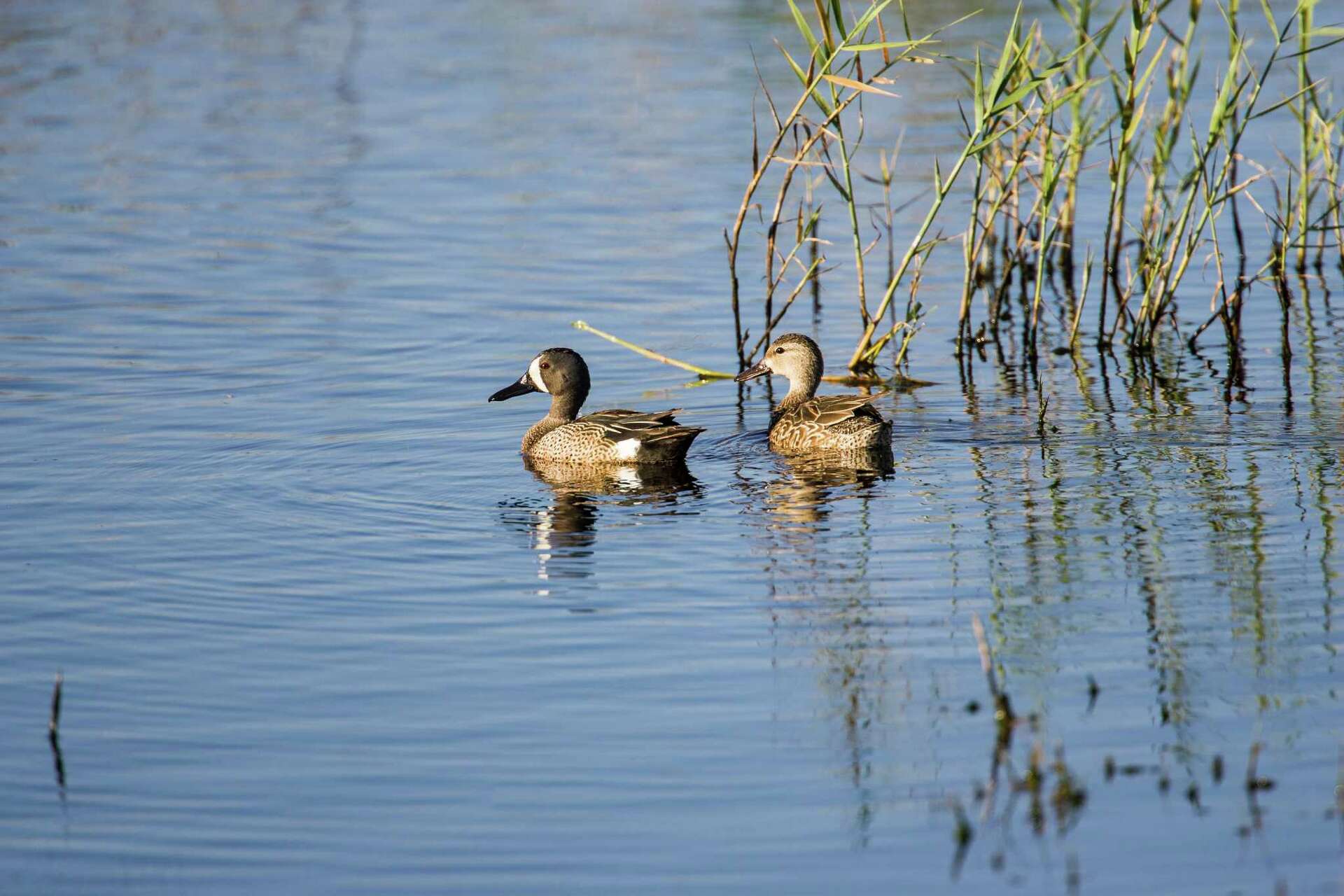 10 best birding spots in Texas