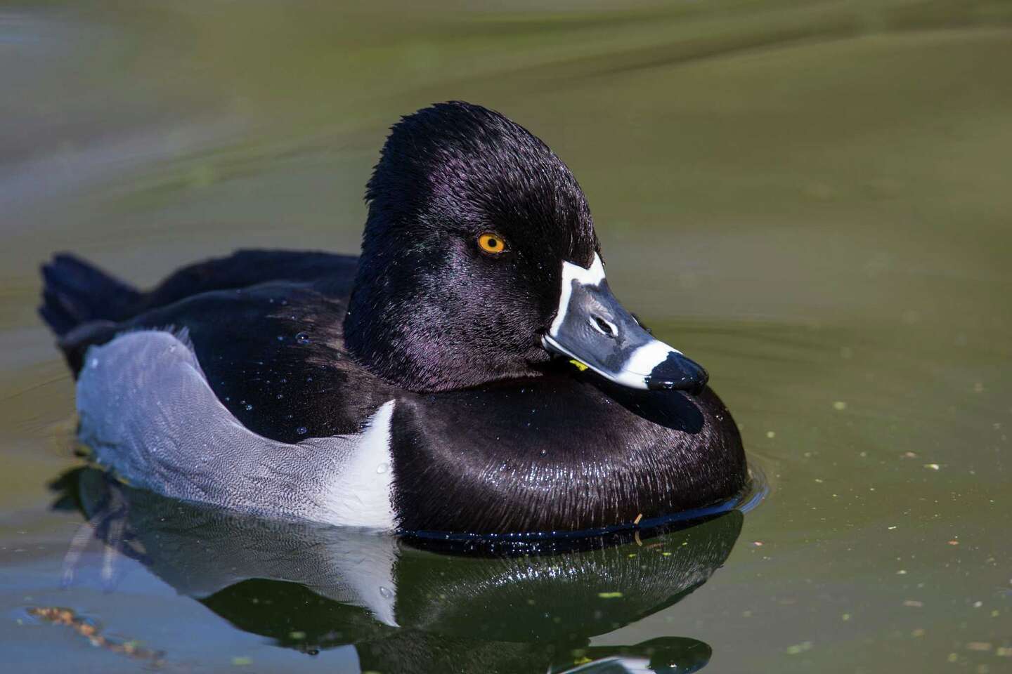 10 best birding spots in Texas
