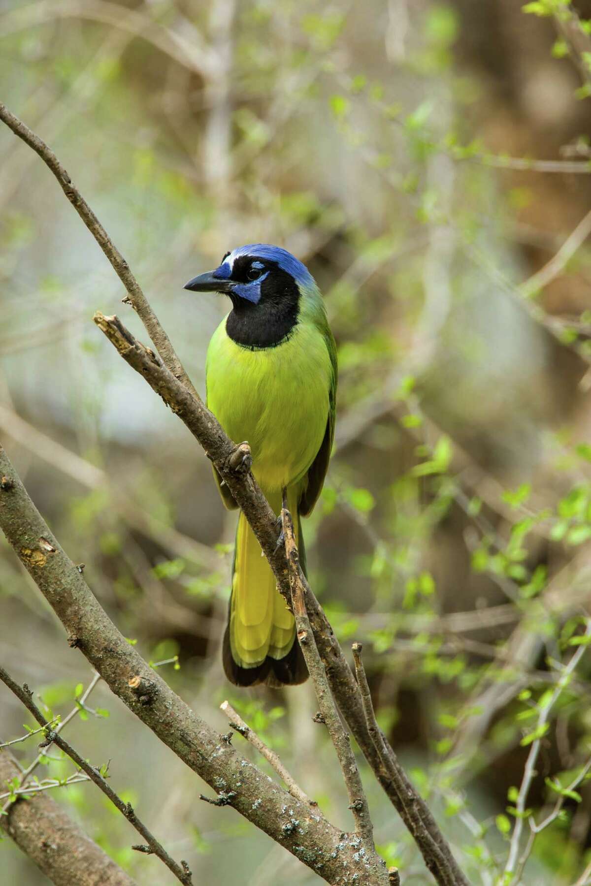 10 best birding spots in Texas