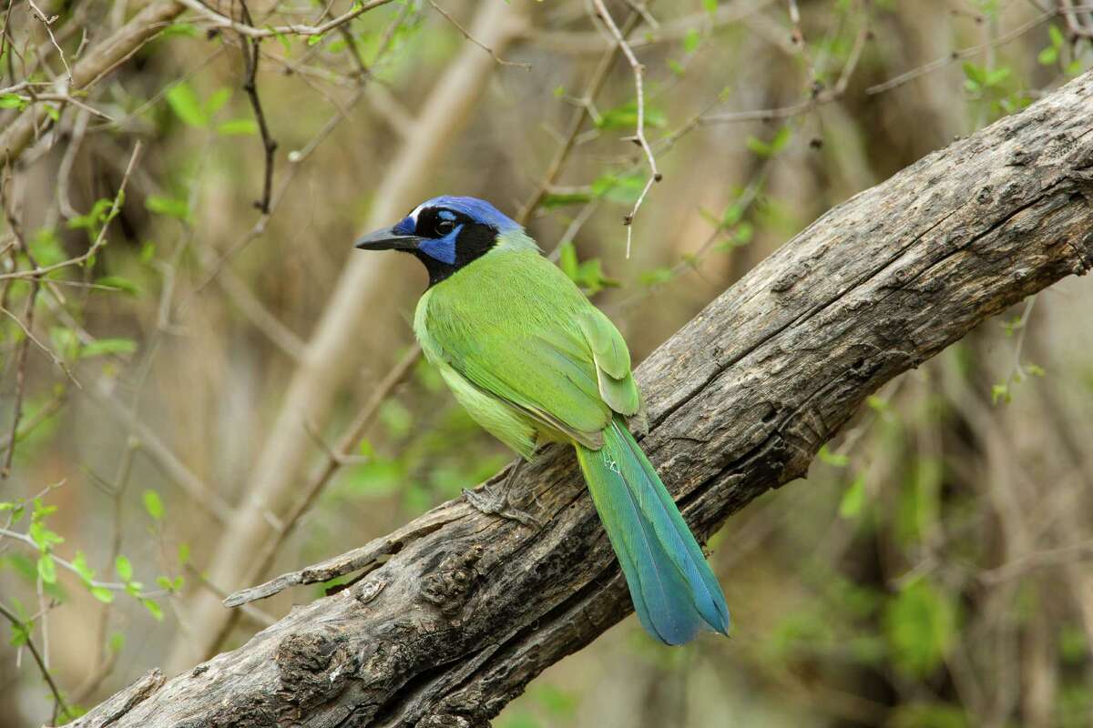 10 best birding spots in Texas