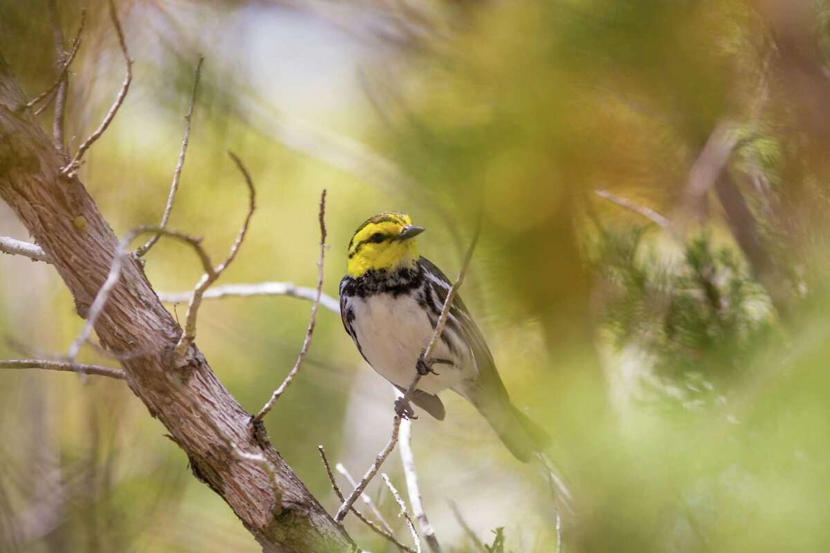 10 best birding spots in Texas