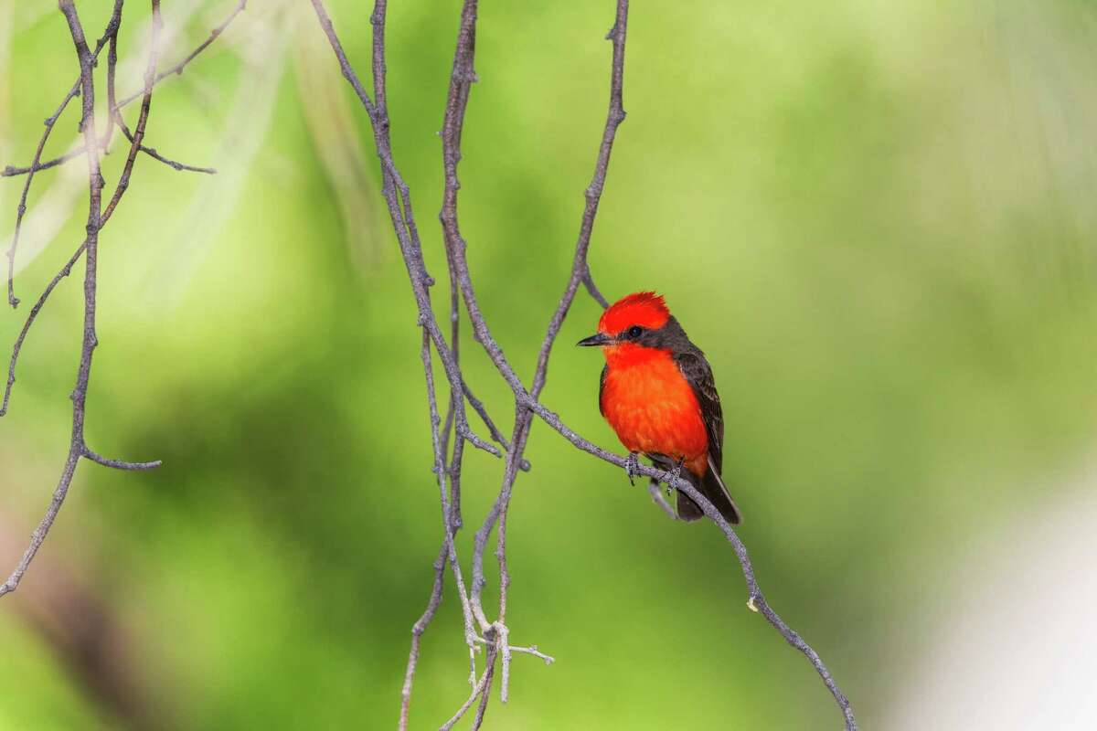 10 best birding spots in Texas