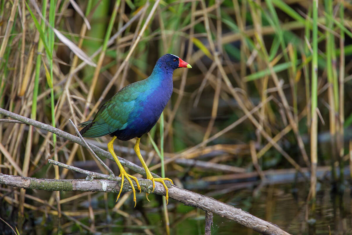 Splashy purple gallinule currently calling area home