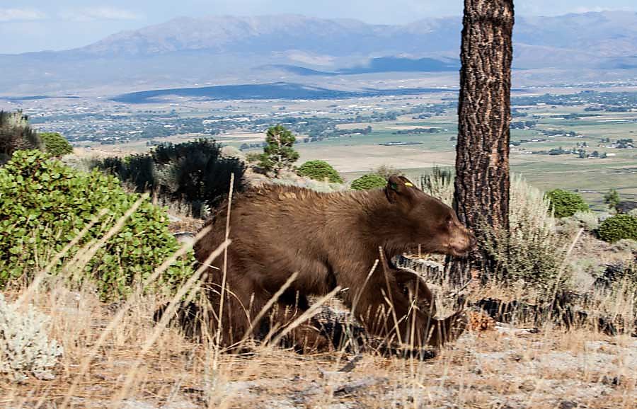 The mystery of the Marin bear nearly solved