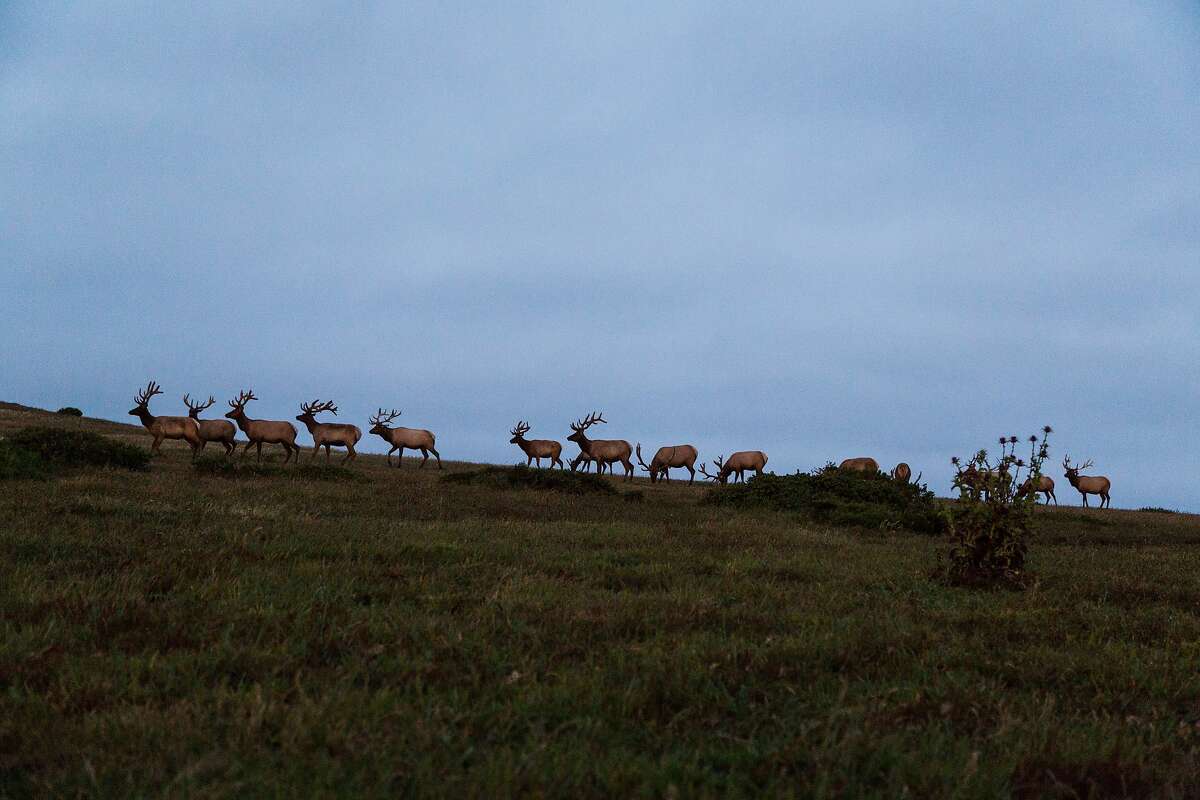Deer, sea, waterfalls beckon in Point Reyes