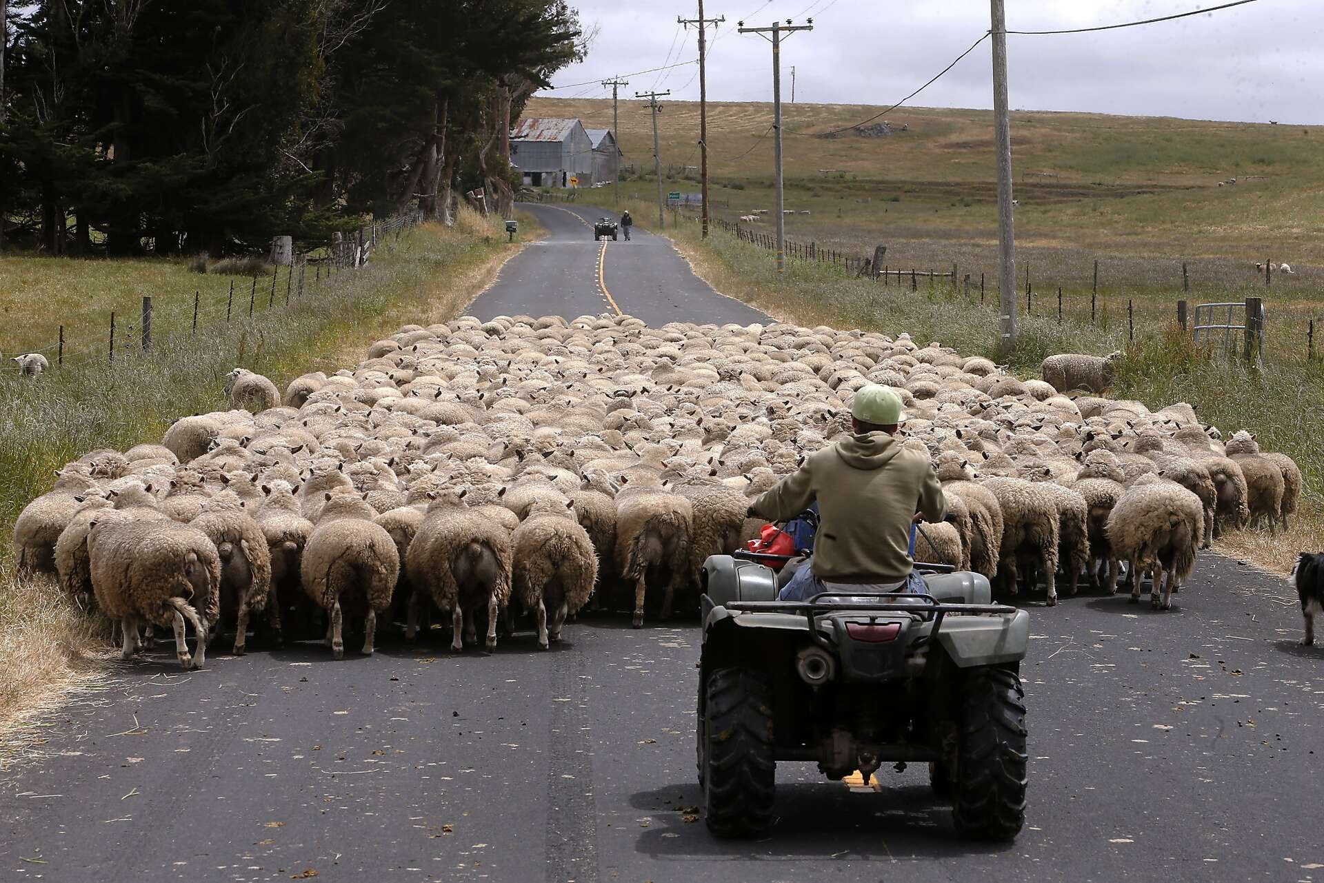 Wildlife groups take aim at lethal control of predators