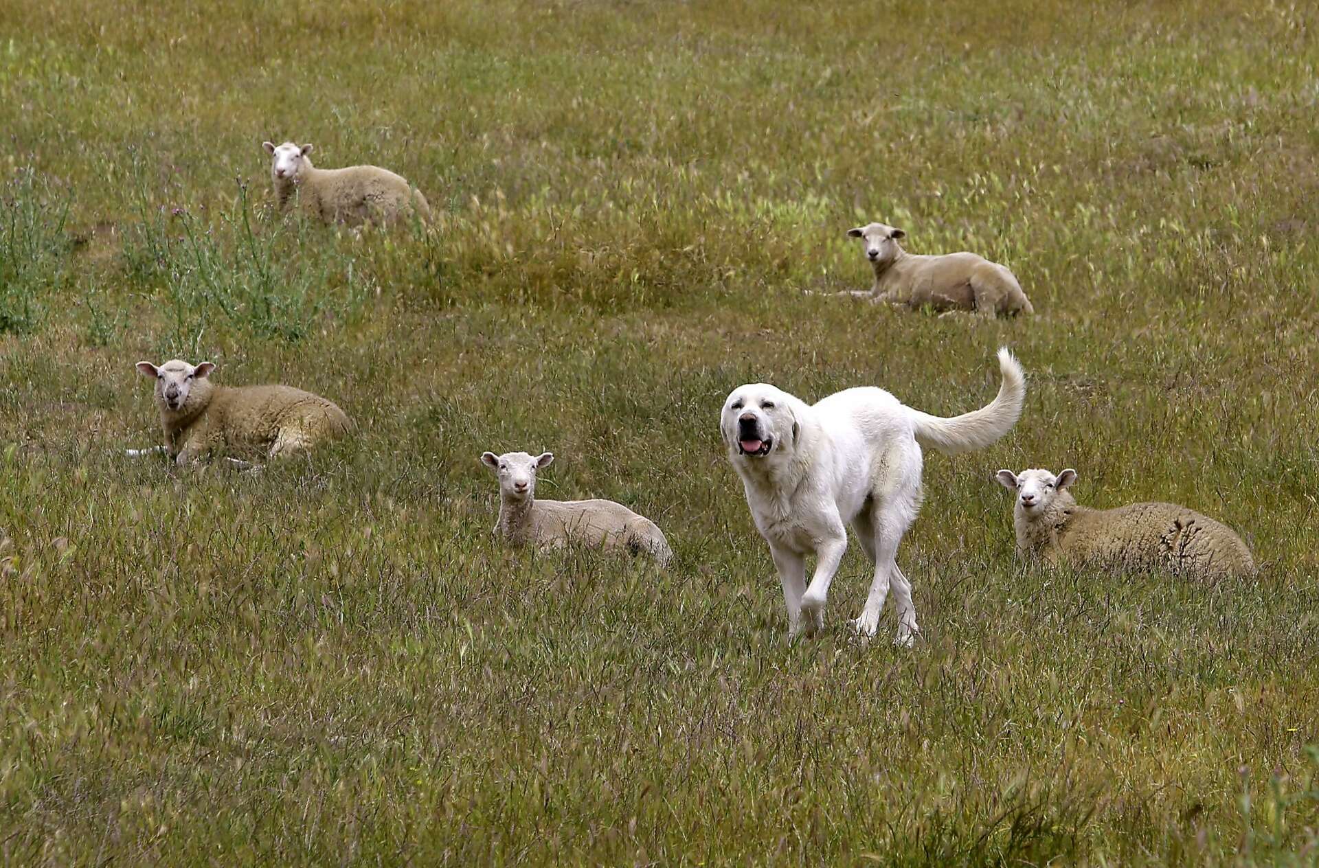 Wildlife groups take aim at lethal control of predators