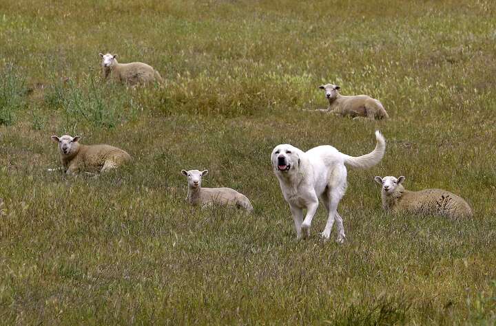 Wildlife groups take aim at lethal control of predators