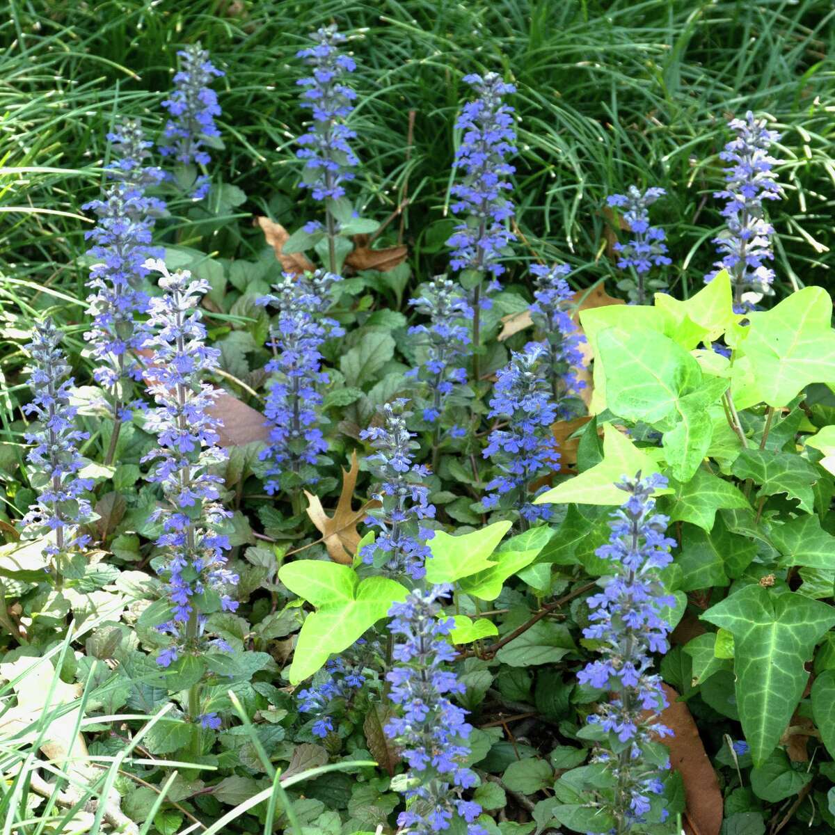 Ajuga is a pretty, but disease-prone, groundcover
