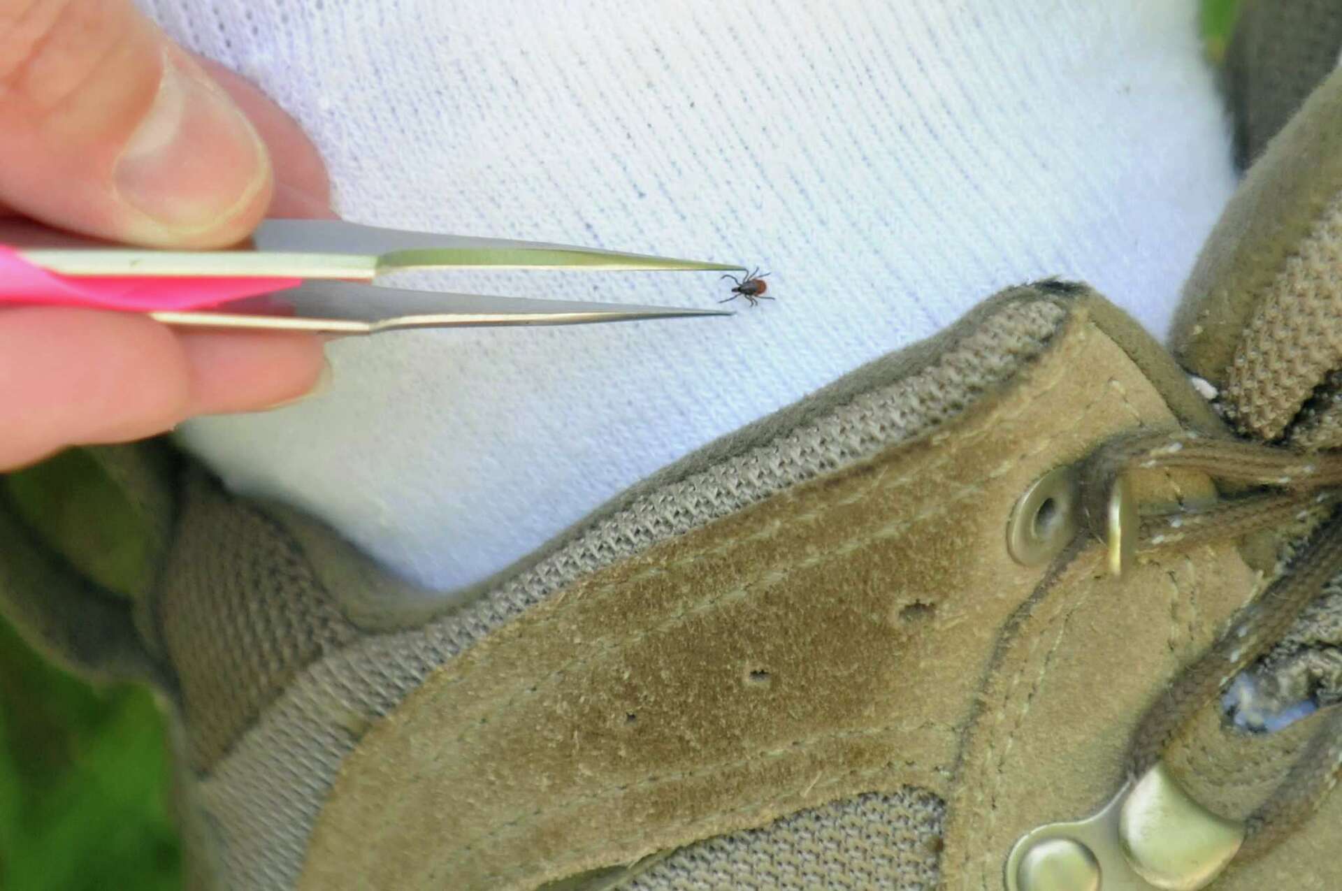 Spike in tick-borne disease