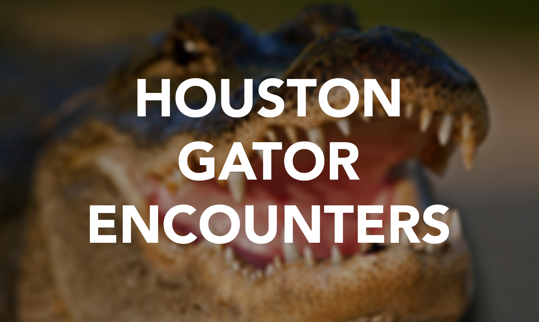 Wounded gator with arrow in its head caught in Missouri City