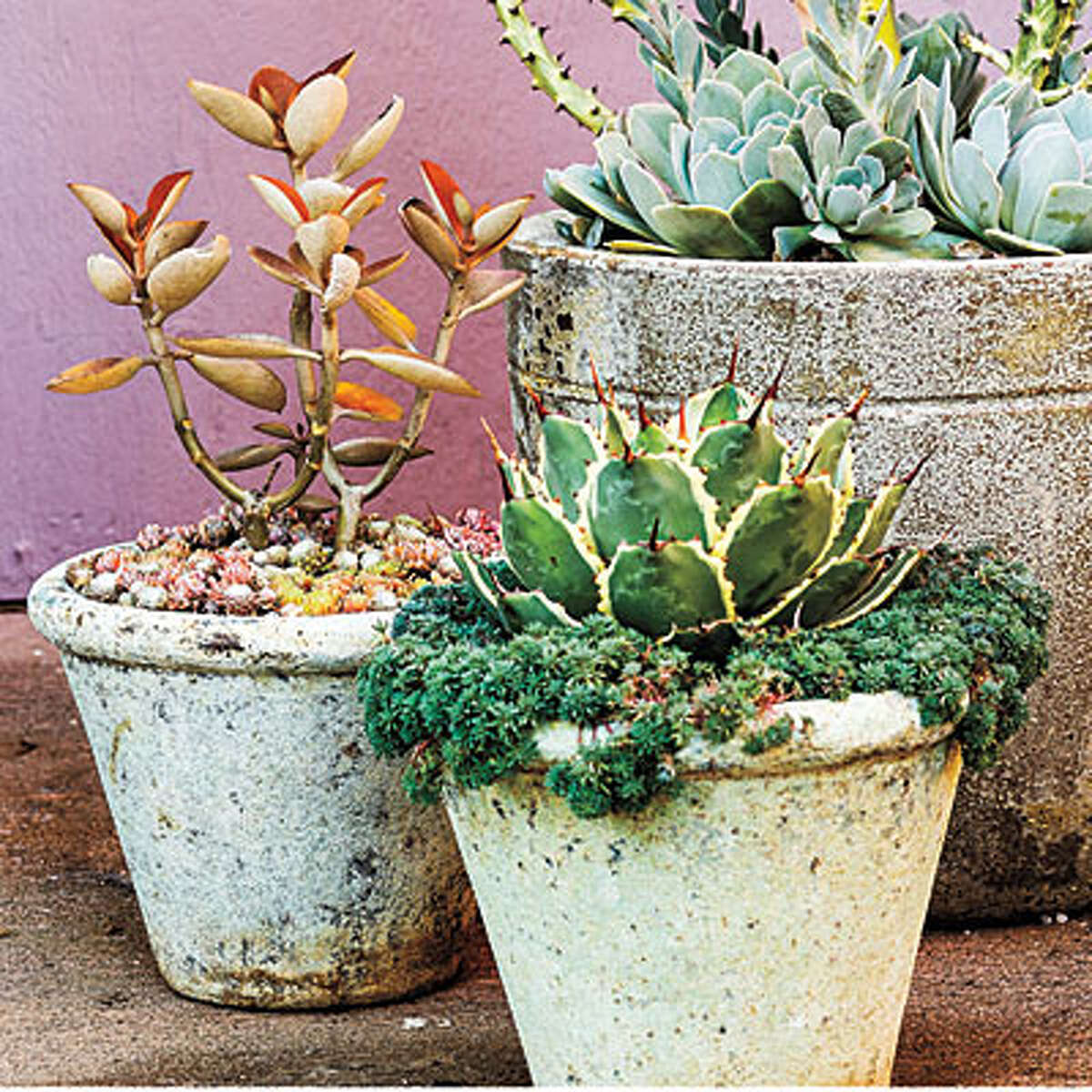15 low-water plants for small, container gardens