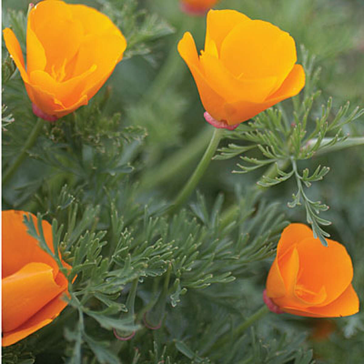 15 low-water plants for small, container gardens