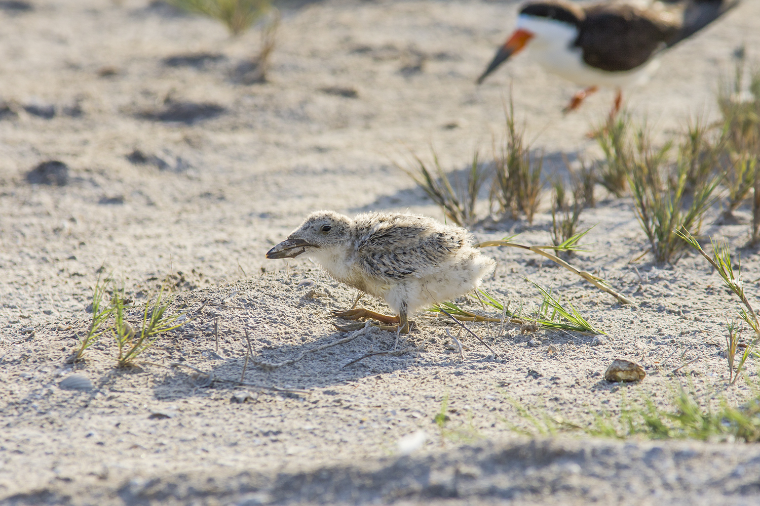 Baby birds learn life lessons on the fly