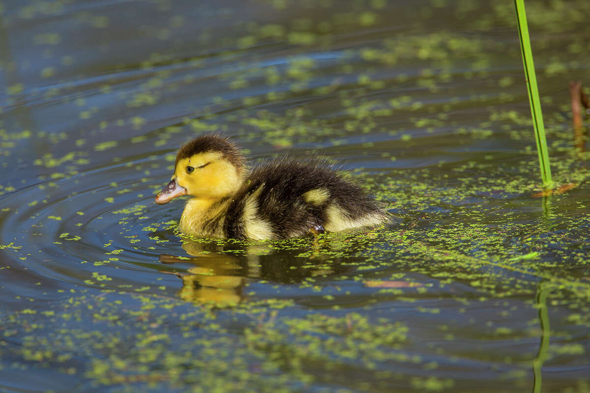 Baby birds learn life lessons on the fly