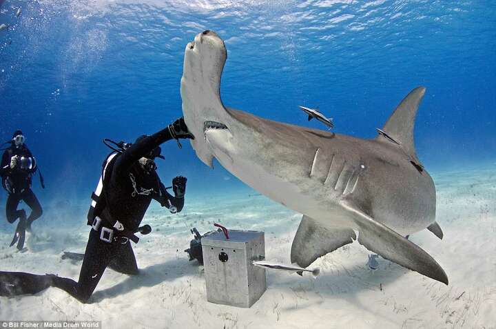 'Shark whisperers' on a mission to dispel myths about the toothy creatures