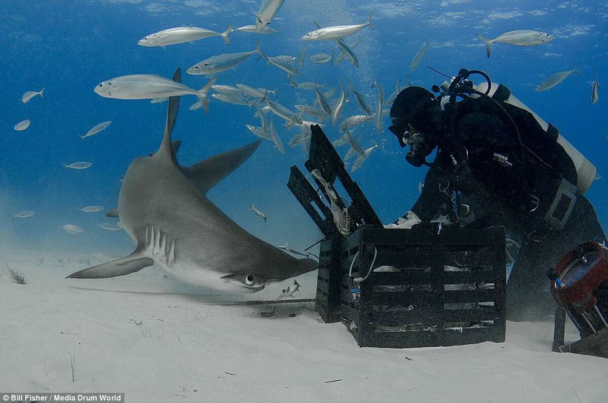 'Shark whisperers' on a mission to dispel myths about the toothy creatures