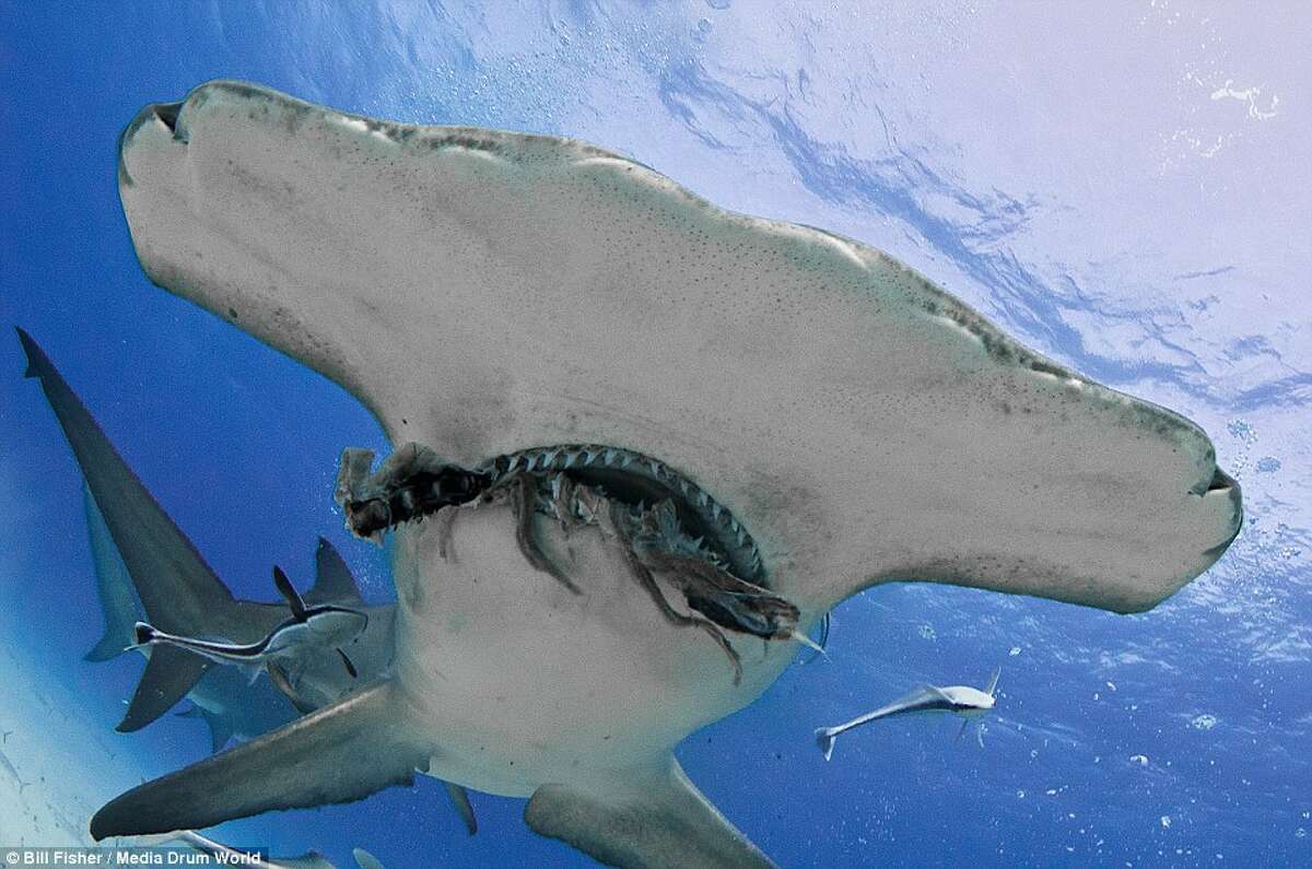 'Shark whisperers' on a mission to dispel myths about the toothy creatures