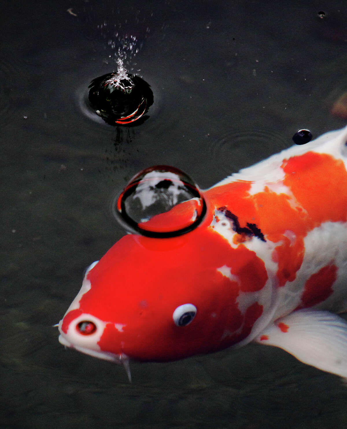 Japanese Tea Garden is fertile ground for dreams