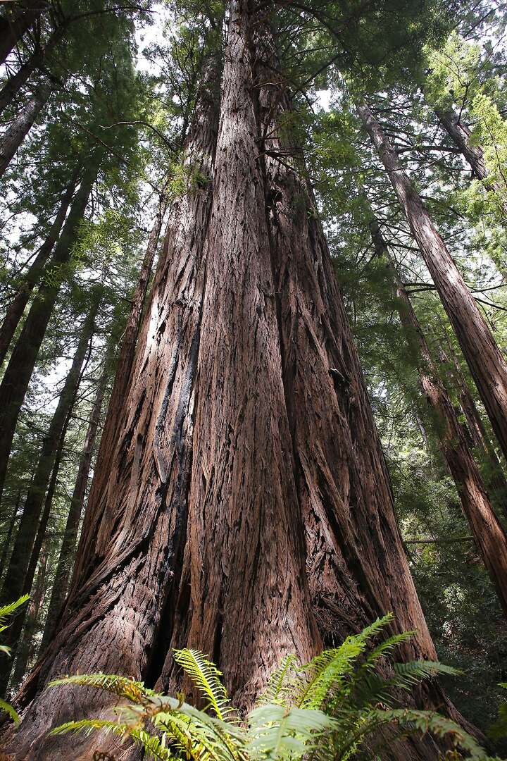 777-year-old tree is a babe in Muir Woods