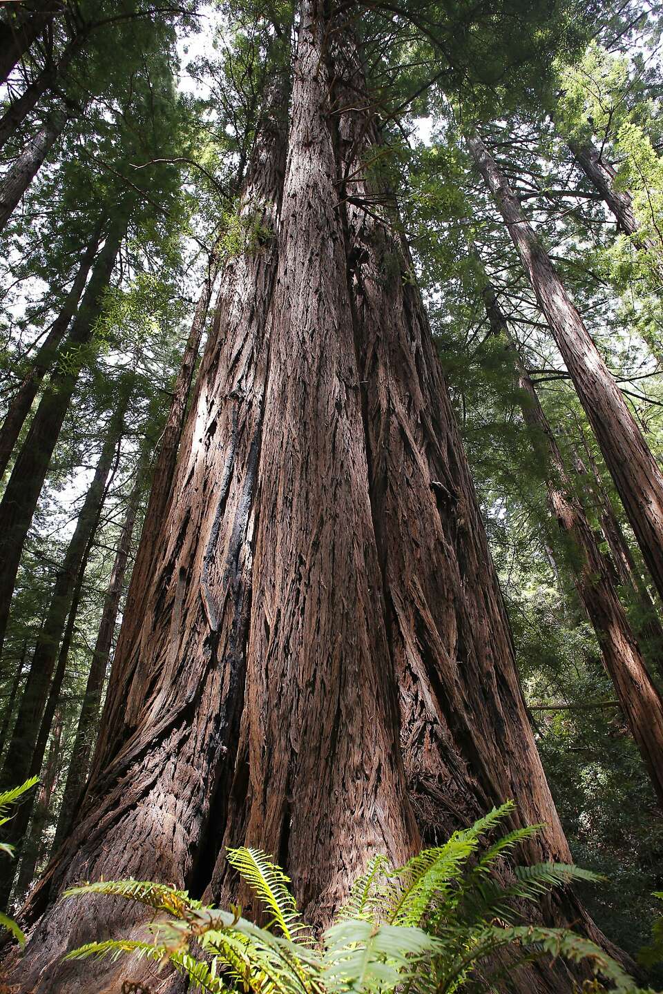 777-year-old tree is a babe in Muir Woods