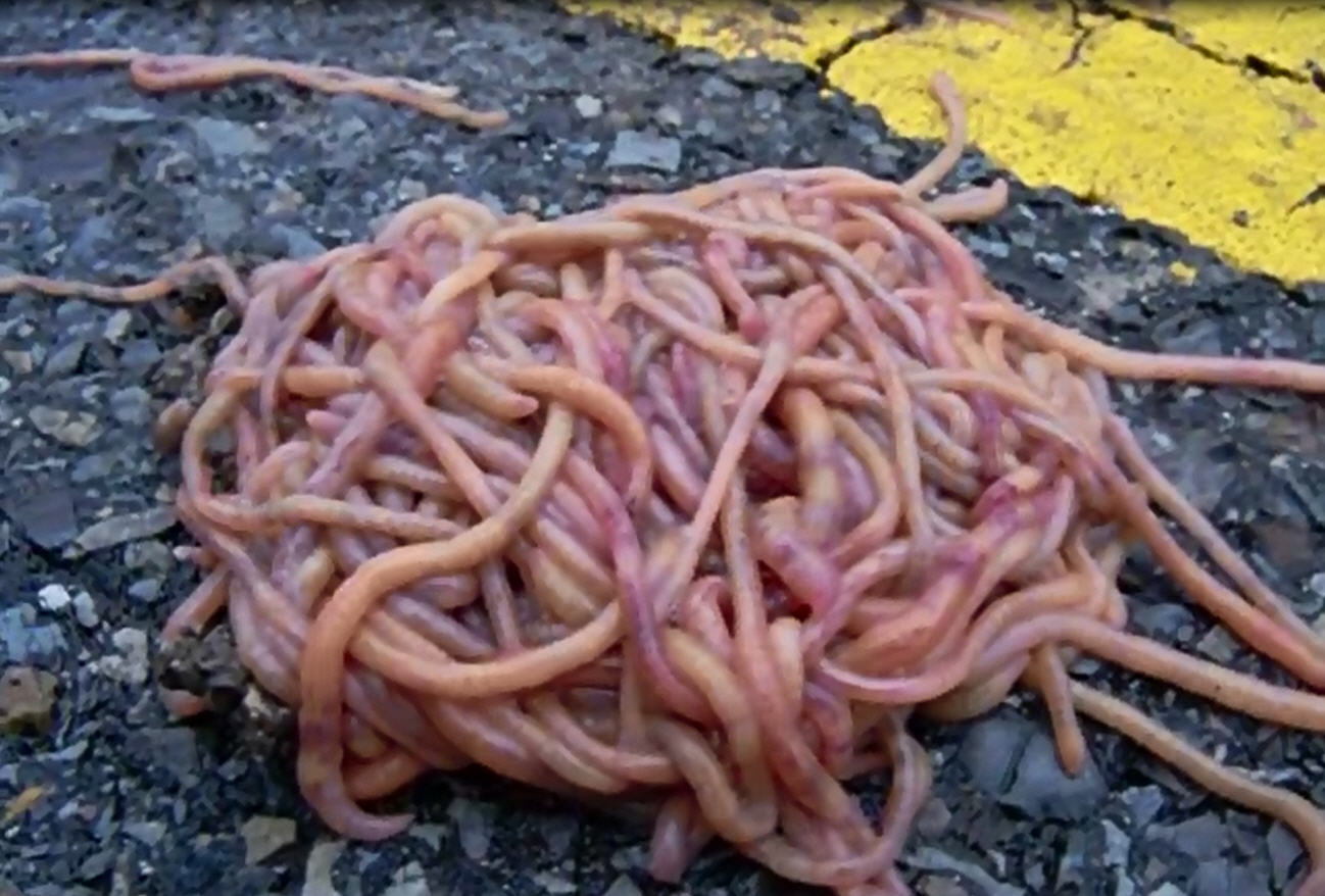Earthworm herds brought out by Texas floods are the grossest thing you ...