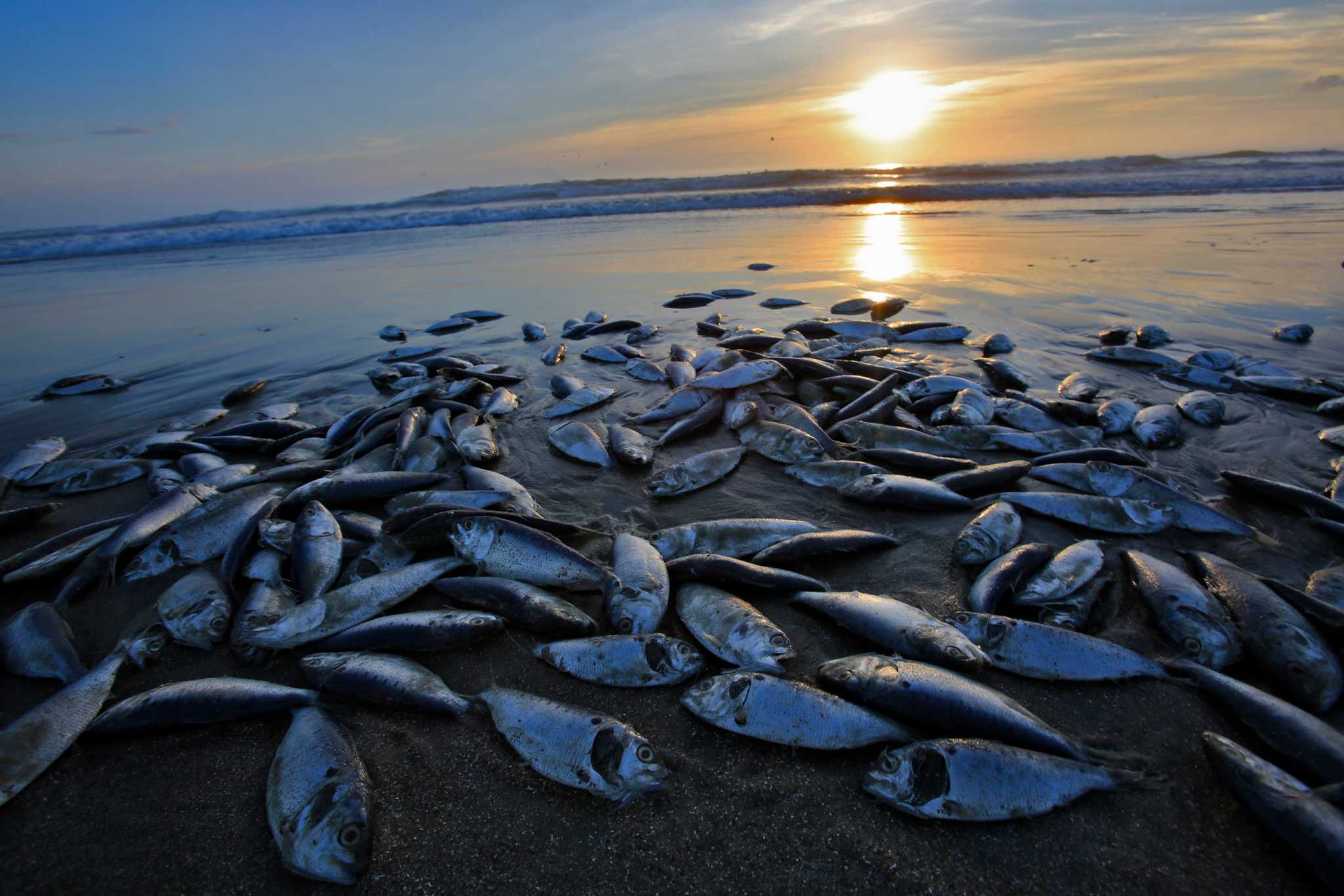'Whirling disease' suspected of killing fish in Sound
