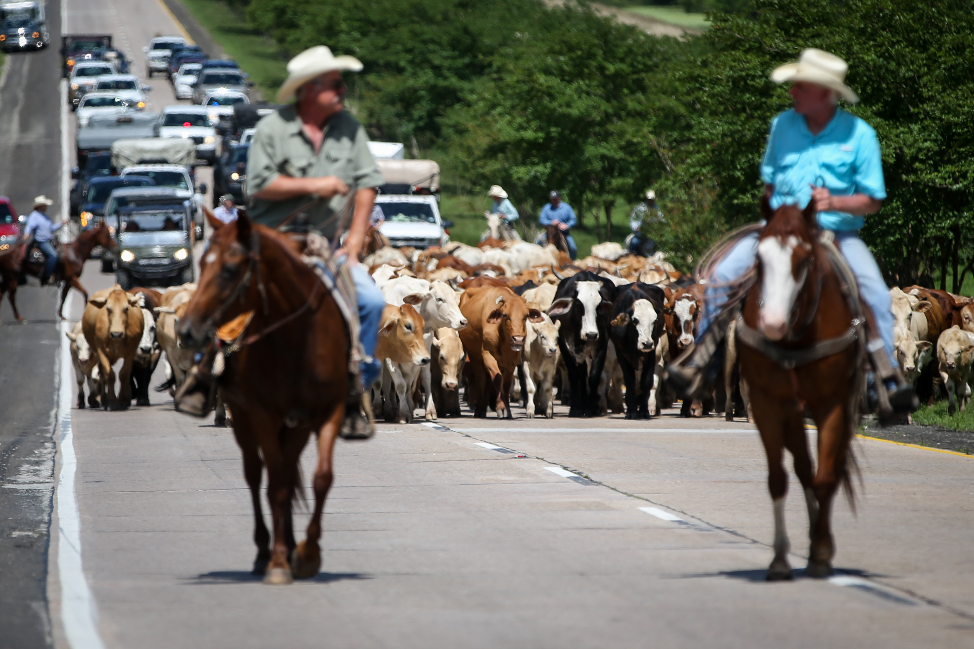 Old-time cattle drive moves herd off 'island' in Liberty County