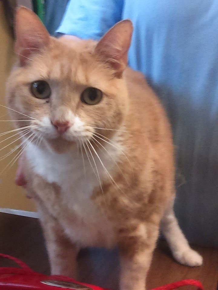 Pest of the Week: Kit Kat