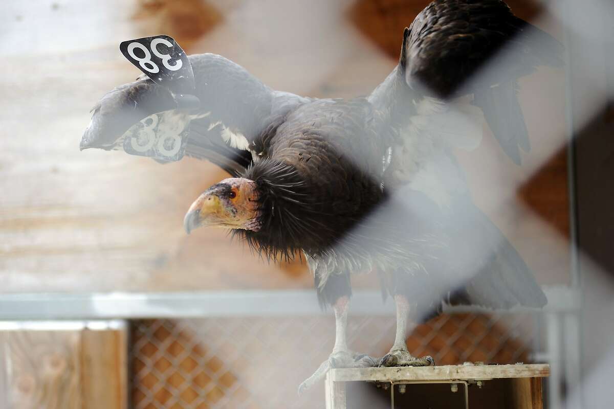 Oakland Zoo delivers crucial condor care
