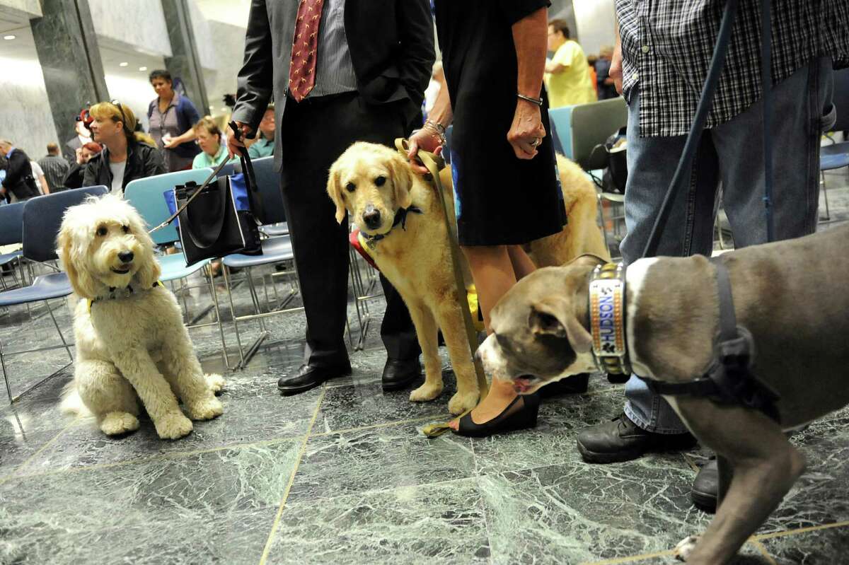 Dogs grab the spotlight on Animal Advocacy Day