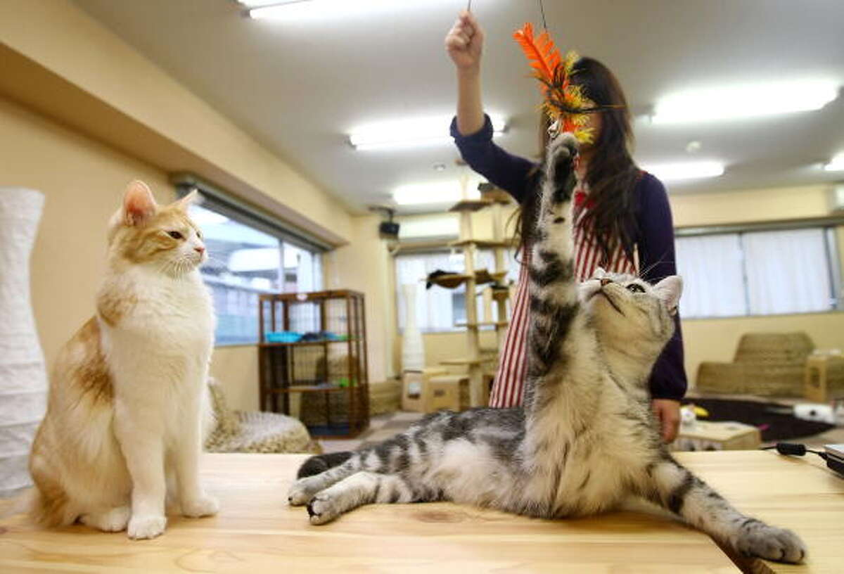 ‘Cat cafe’ coming to New Haven’s Westville neighborhood