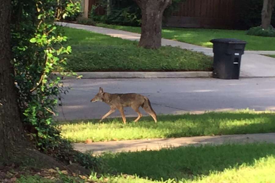 Wild animals in the city: It's time to stop being surprised ...