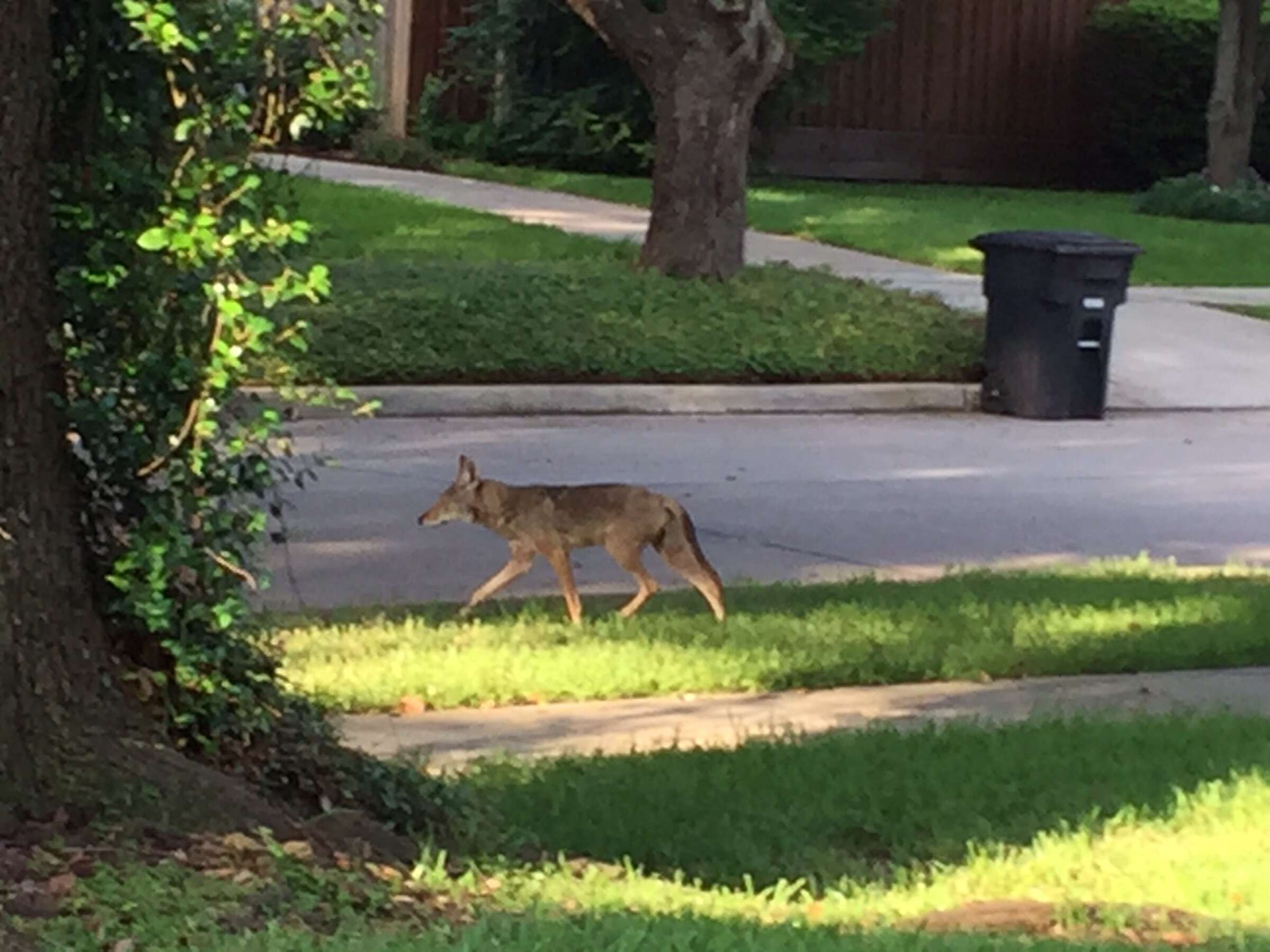 Coyotes roam Houston. You just don't see them.