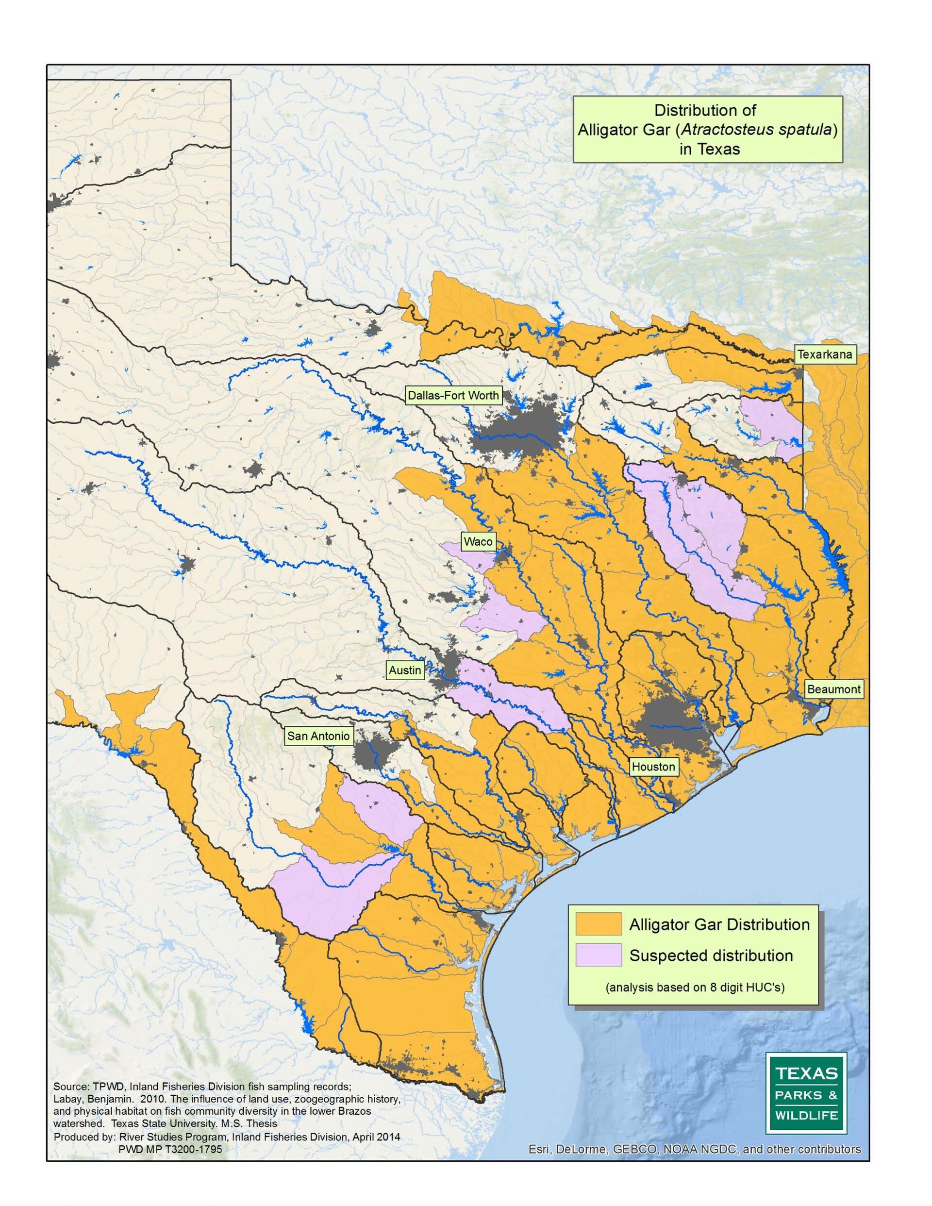 Texas' own 'Fish Whisperer' catches an 8-foot alligator gar in the ...