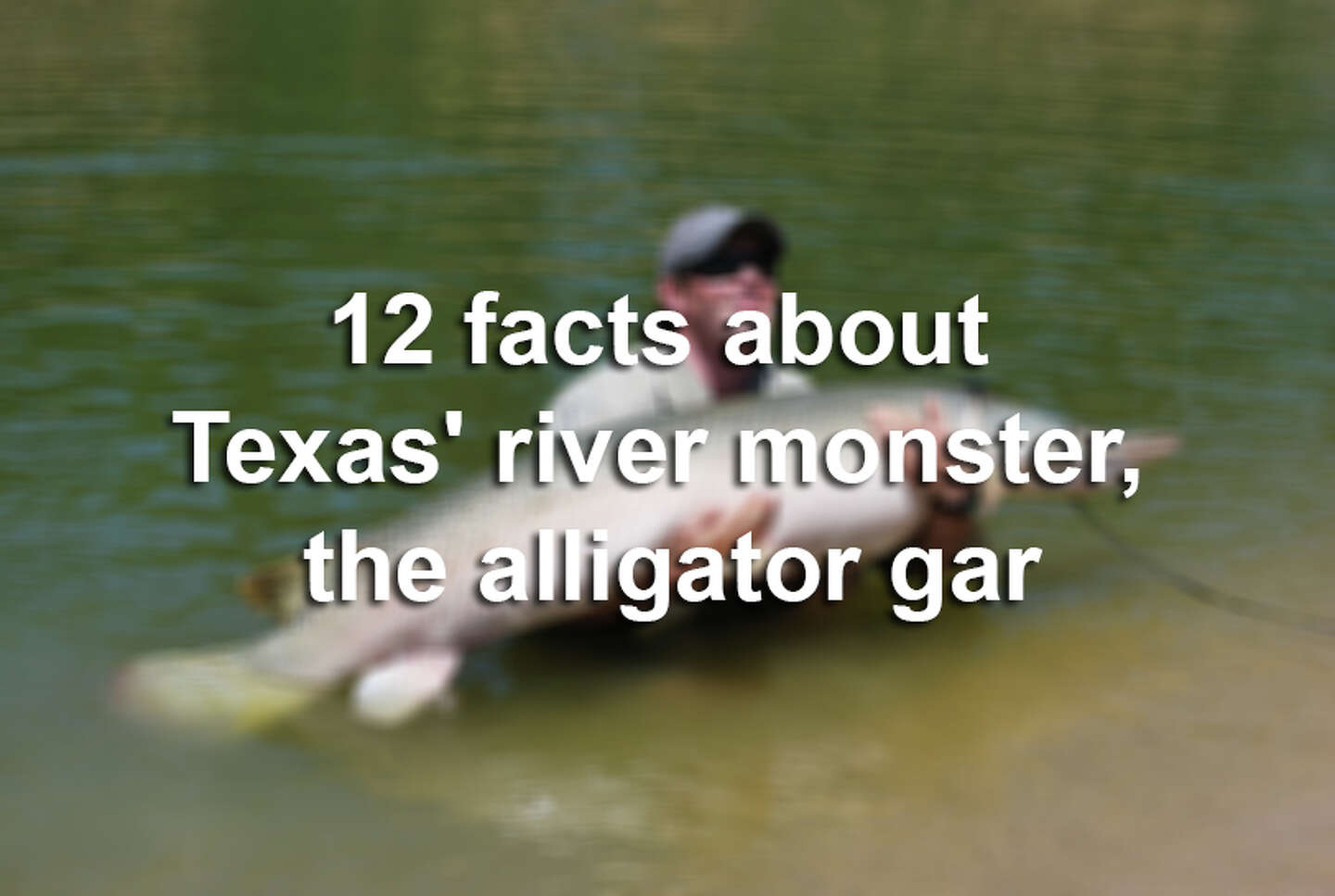 Crazy photos of Texas longnose gar stuck in fences that will haunt your ...