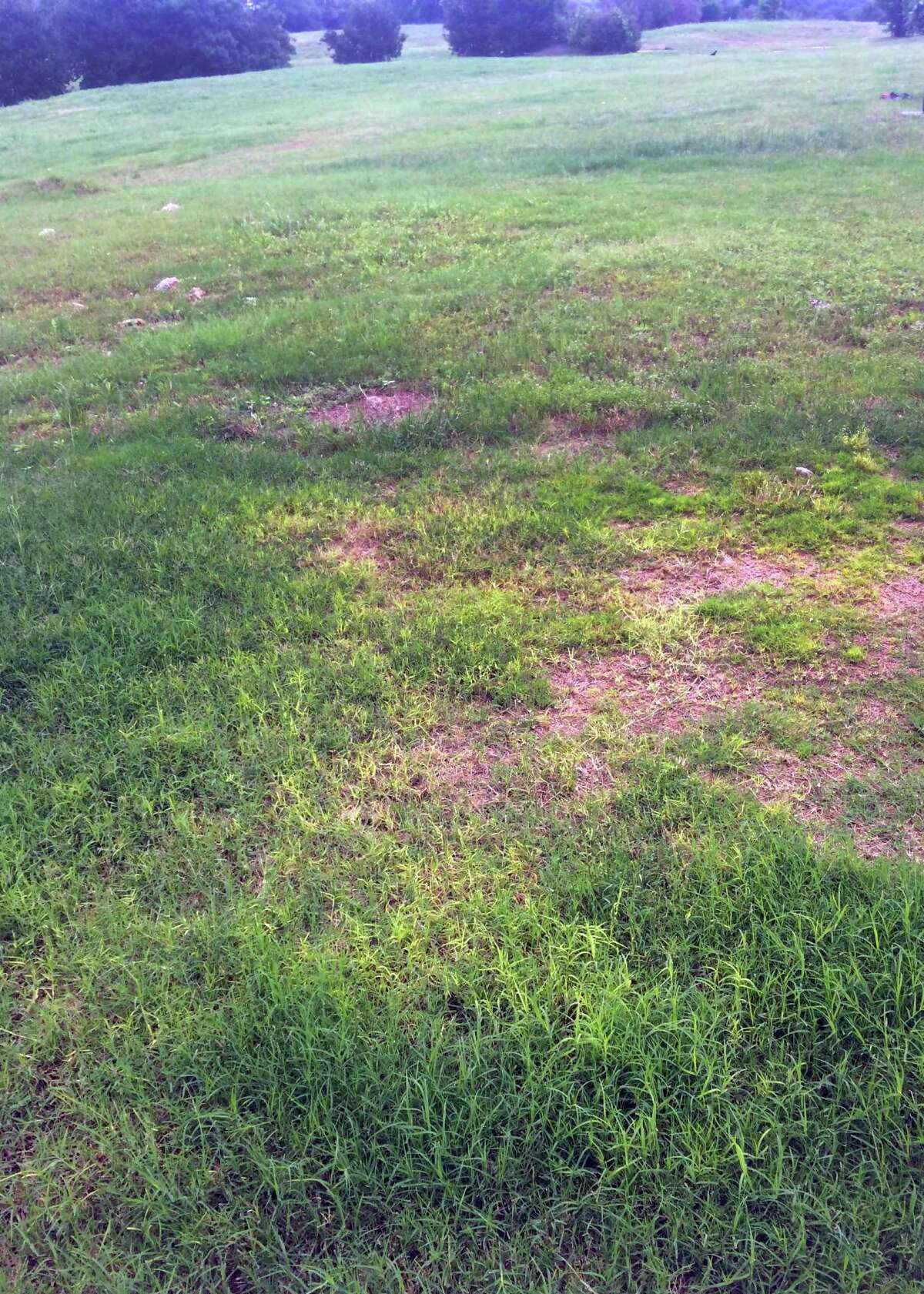 Homeowners ask about lawn grass