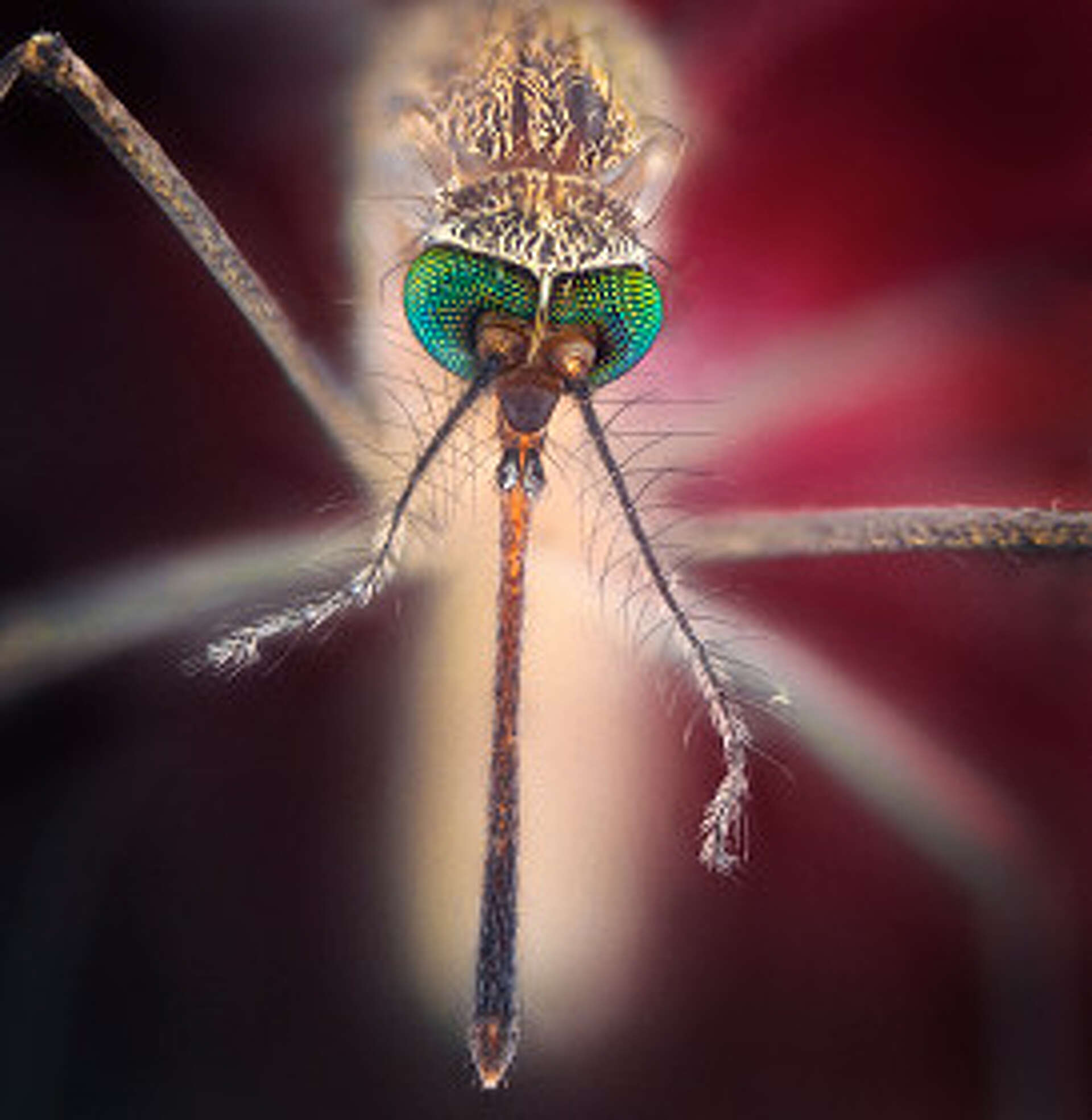 The best ways to prevent mosquito bites (and Zika)