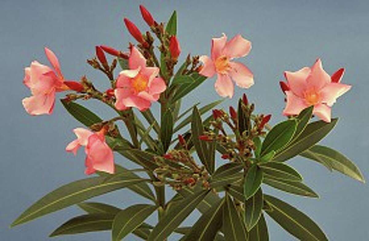 The best ways to prevent mosquito bites (and Zika)