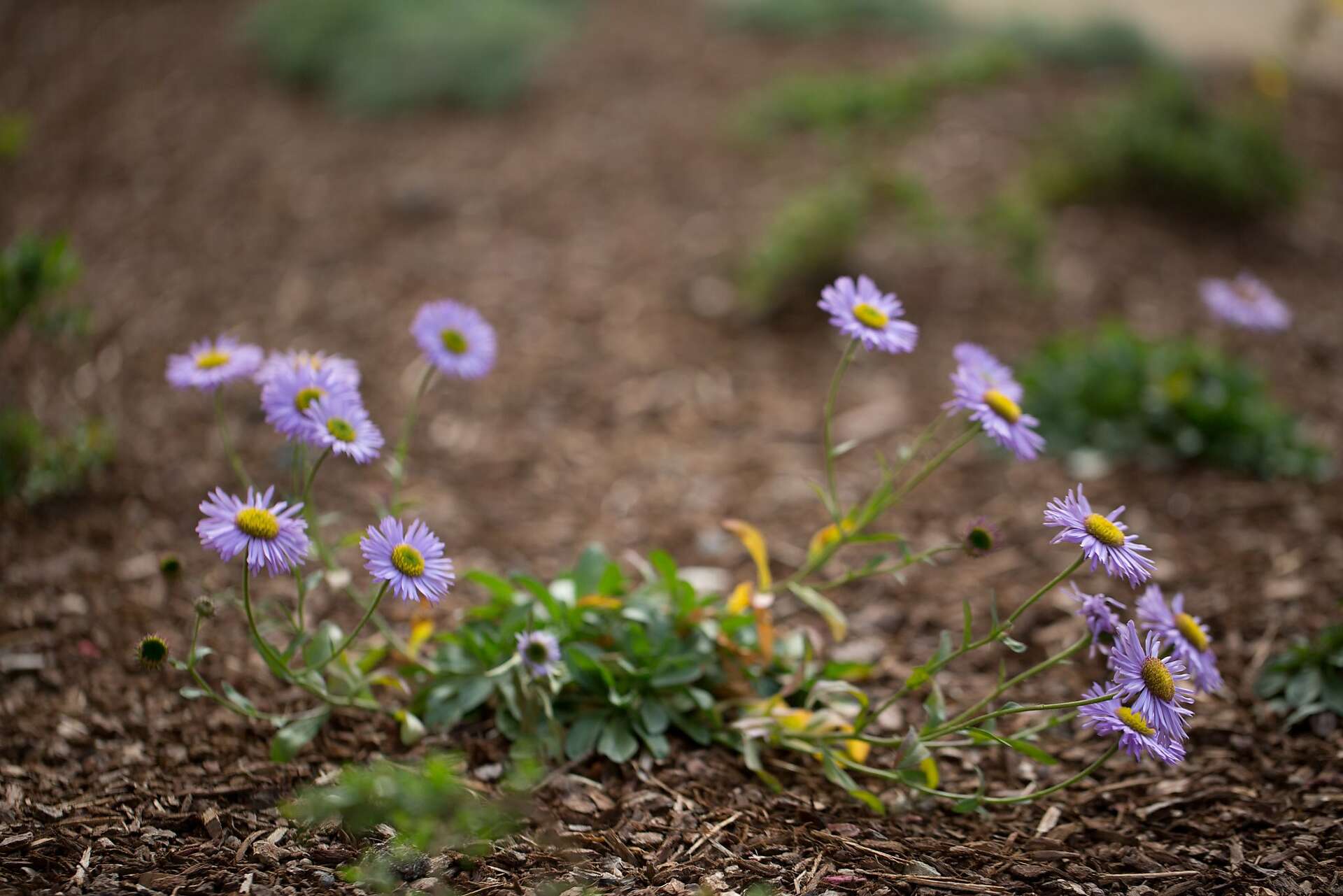 How does Facebook plant its garden? In sync with nature