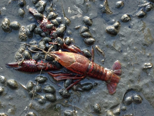 What are crayfish doing in Long Island Sound off Old Greenwich?