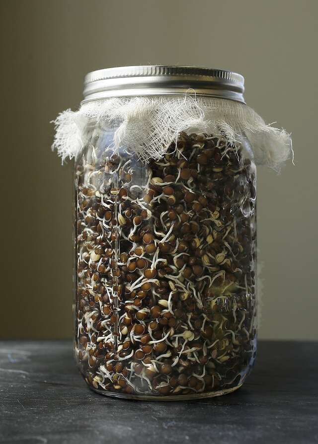 Recipe: How to sprout beans