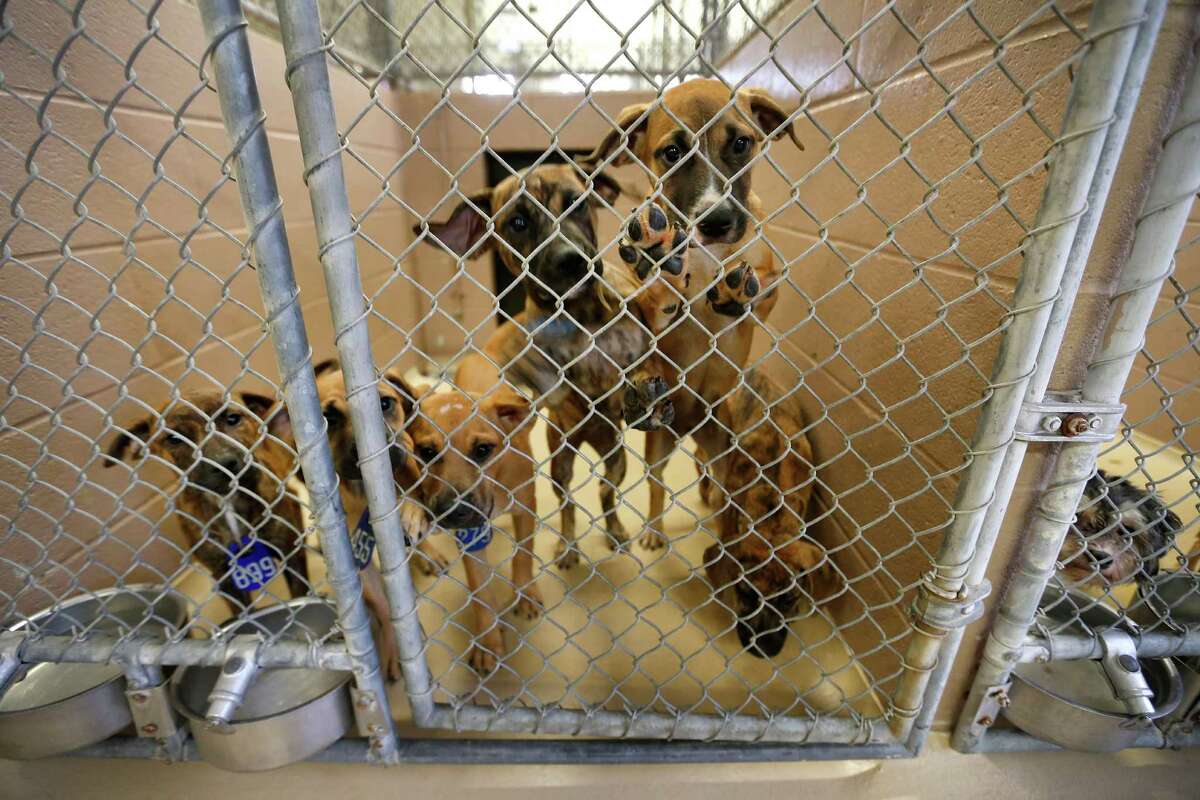 More people means more pets for county's animal shelter