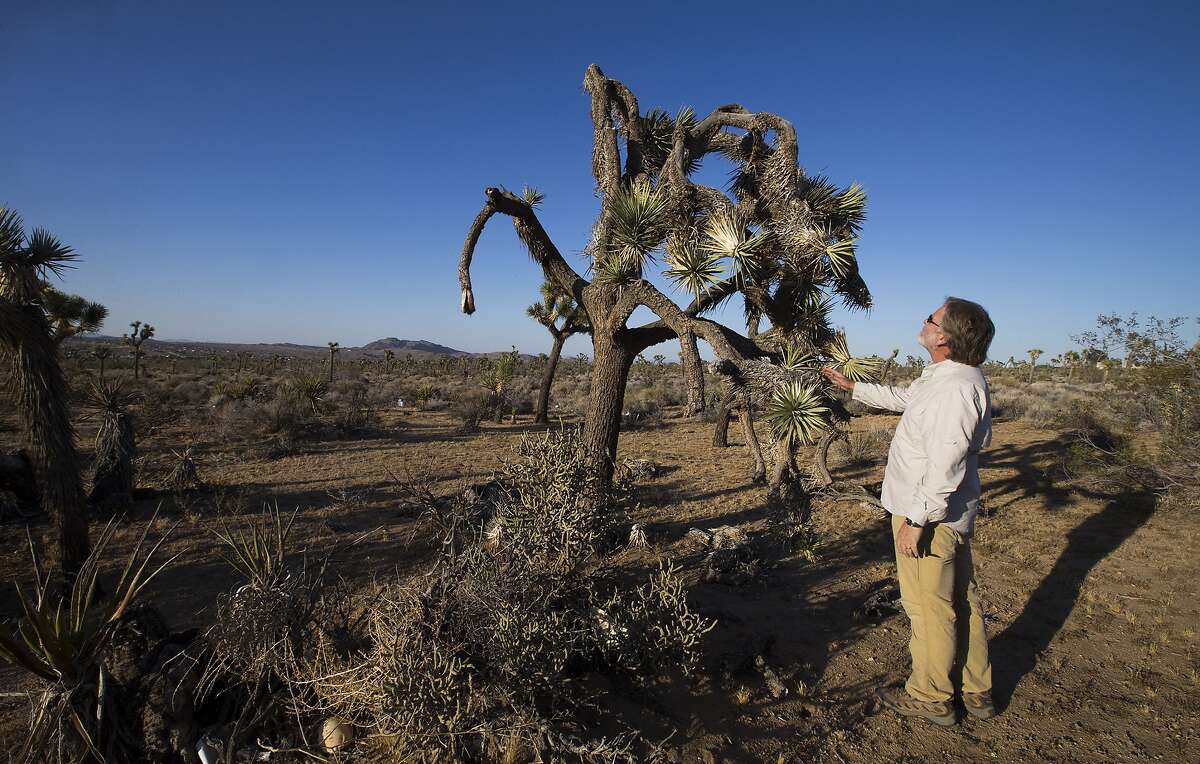 Drought hastens decline of Joshua tree