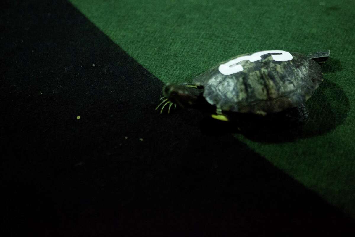 Turtle races offer a peek at Houston's zanier side