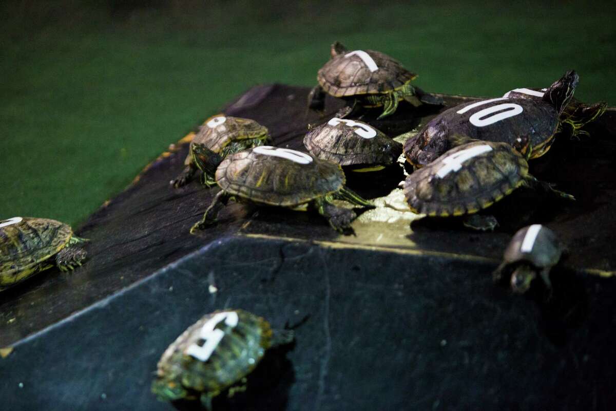 Turtle races offer a peek at Houston's zanier side