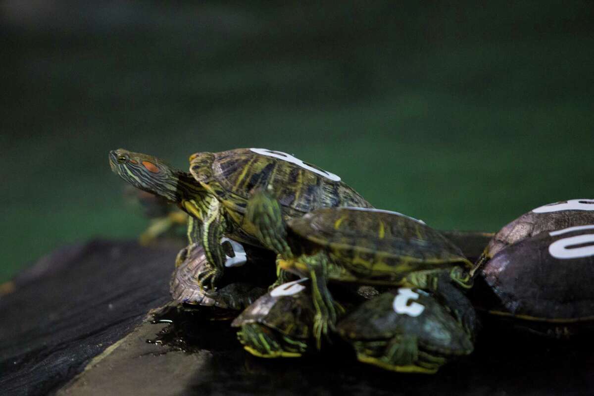 Turtle races offer a peek at Houston's zanier side